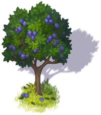 Plum Tree – Dakota